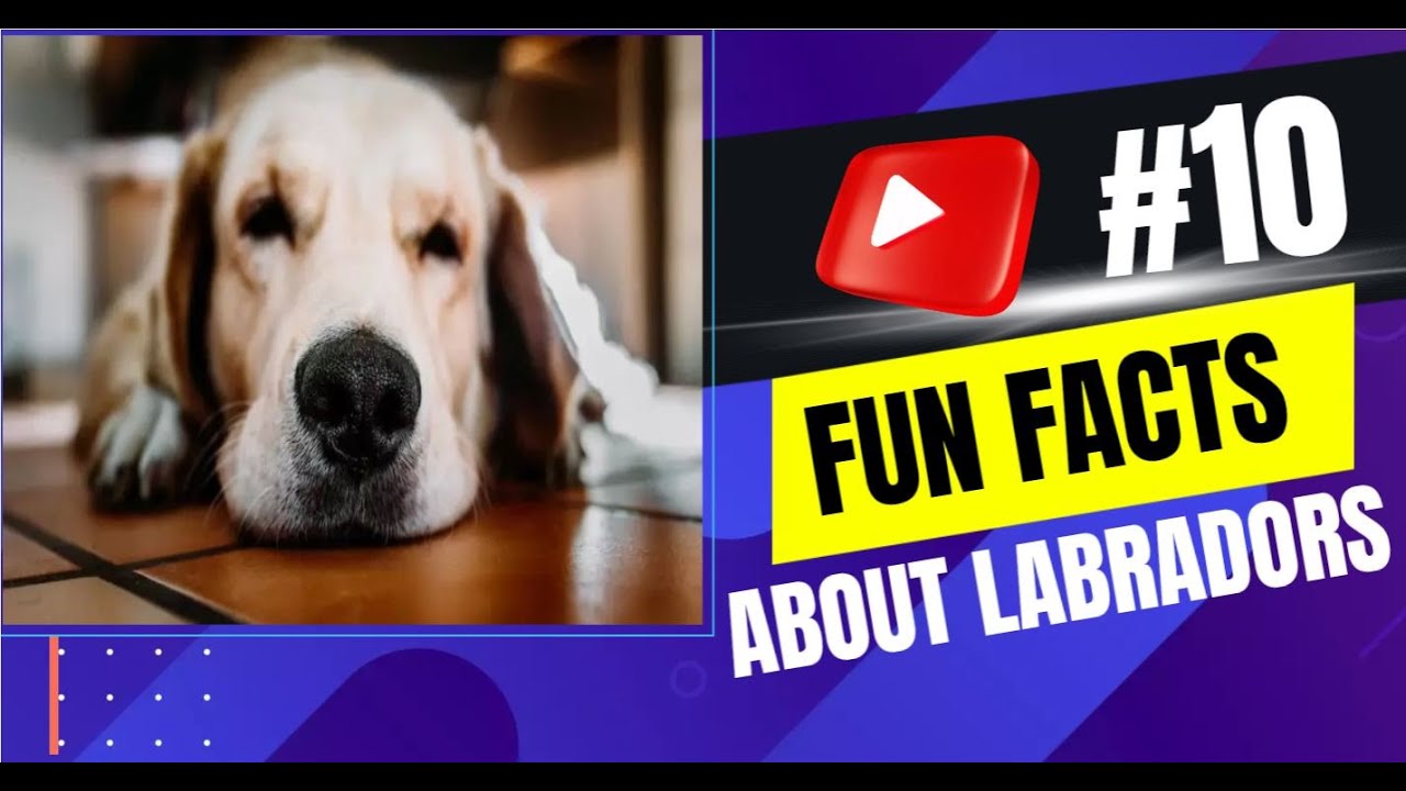 10 Fun Facts About Labrador | Newton The Labrador | #labrador #funfacts ...
