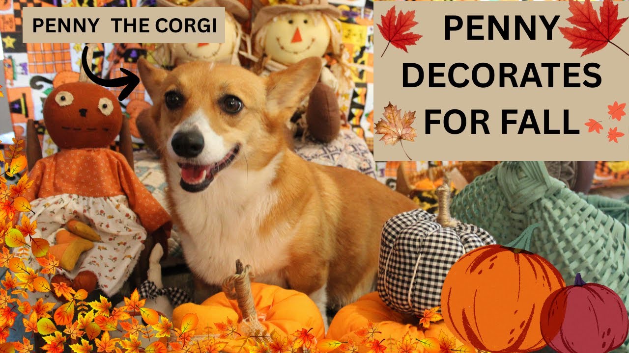 PENNY DECORATES FOR FALL!! (PENNY THE CORGI) - YouTube