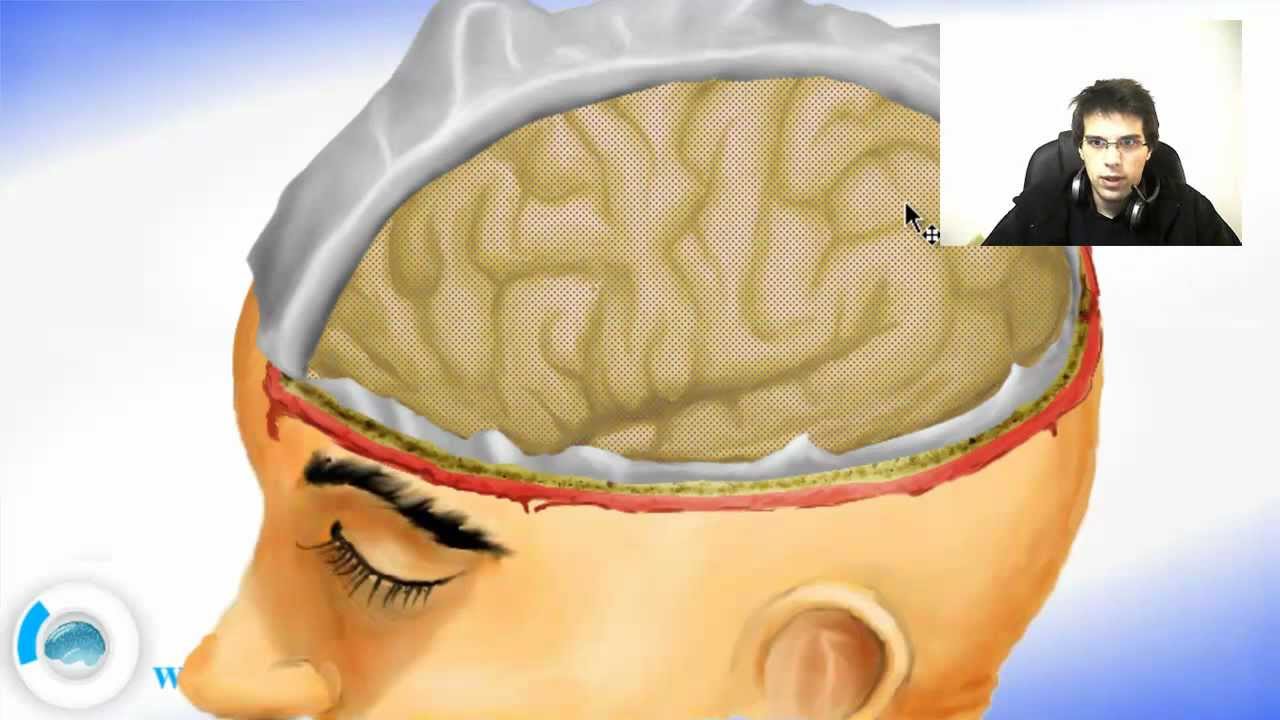 Brain Meninges - Pia and Arachnoid Mater - YouTube