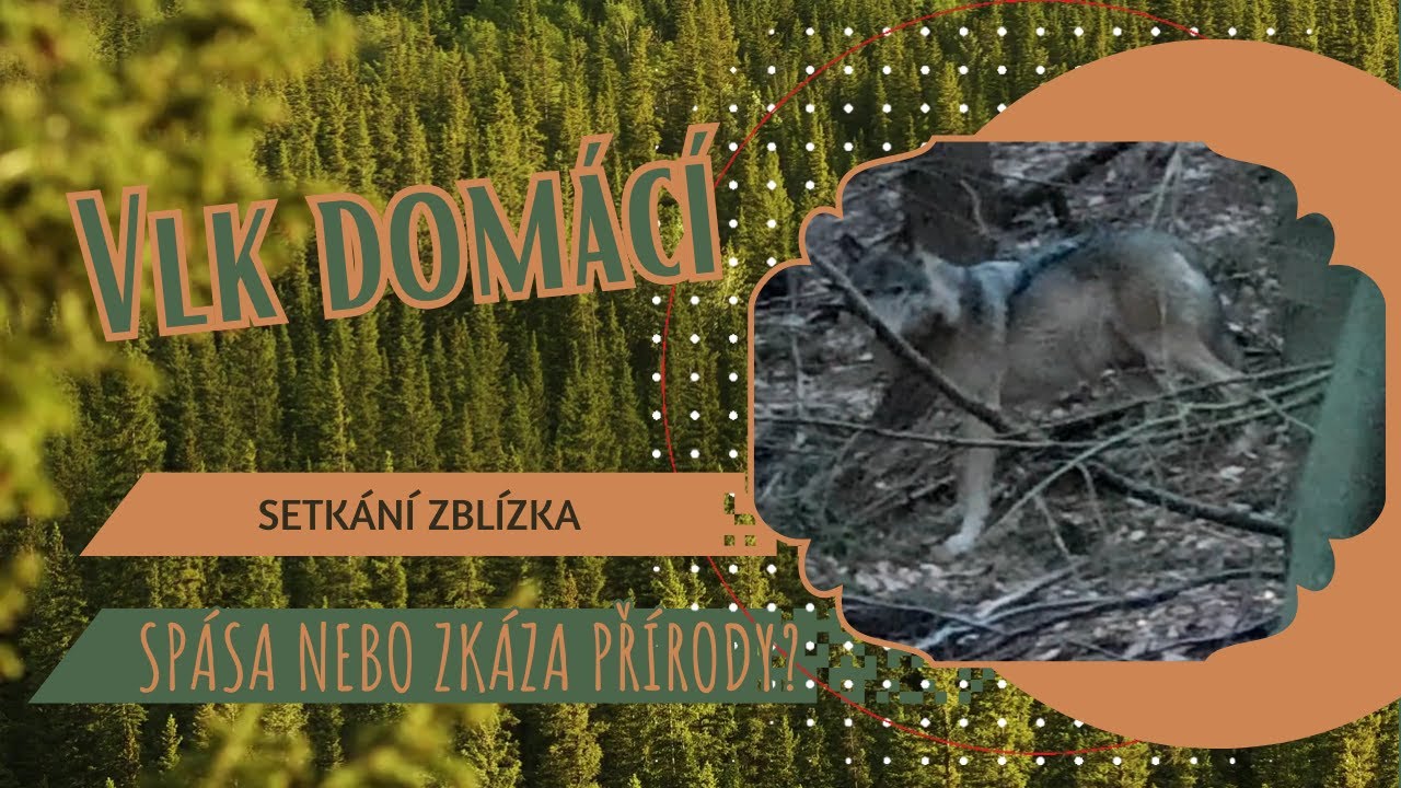 Vlk domácí - setkání zblízka s celou smečkou - YouTube