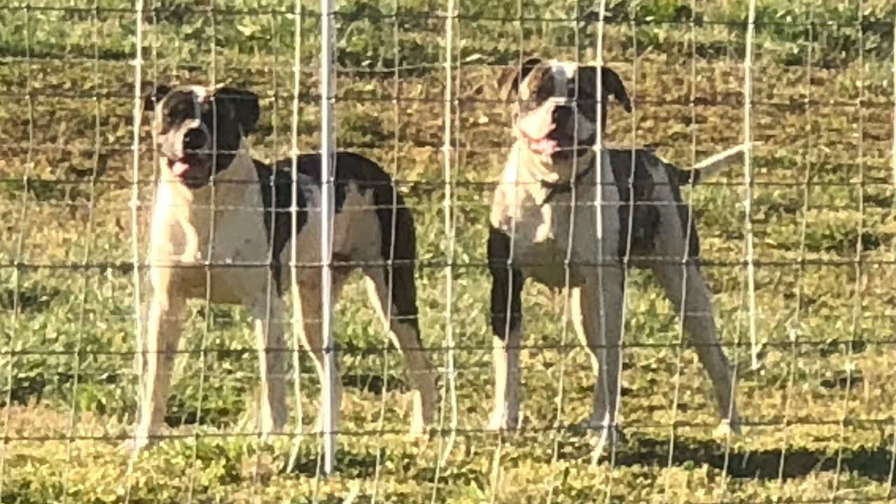 Here we goat again….American Bulldogs with goats - YouTube