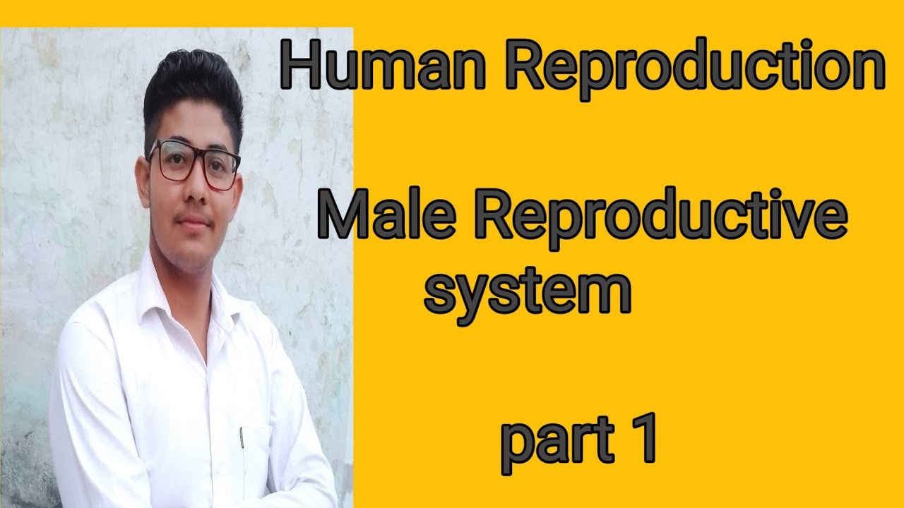Cbse Class 12th Biology Chapter 3 Human Reproduction The Male