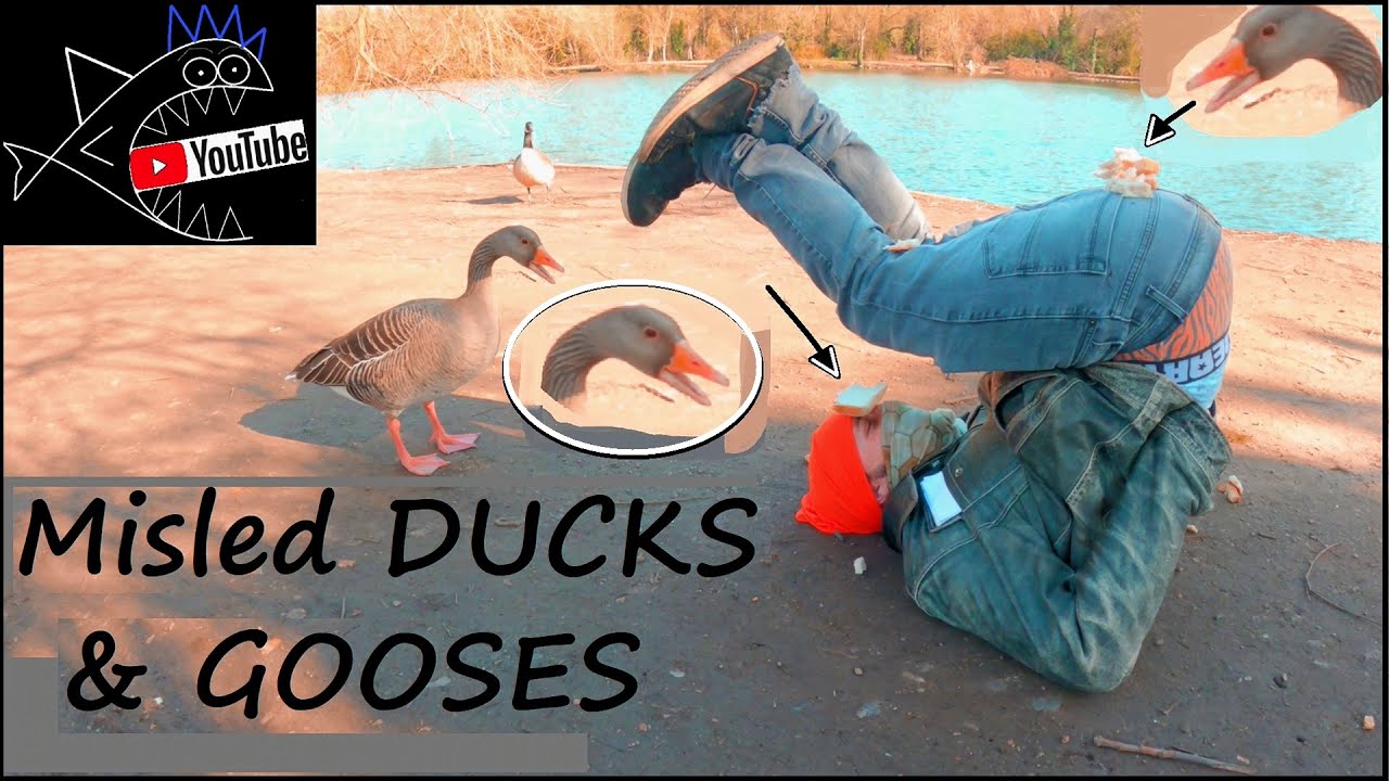 TABLE-bum | GOOSE Feeding (episode1) | feeding geese bread - YouTube