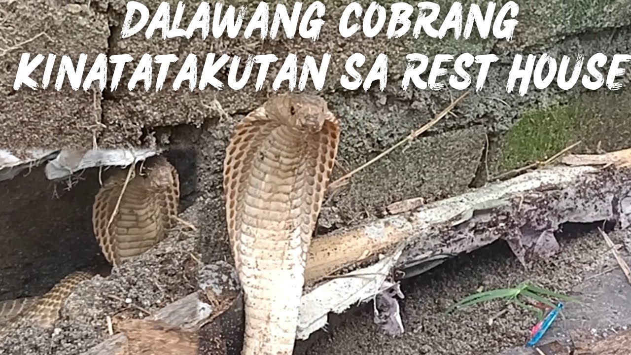 KA MASTER TUKLAW | TROPANG TUKLAW | DALAWANG COBRANG KINATATAKUTAN SA ...