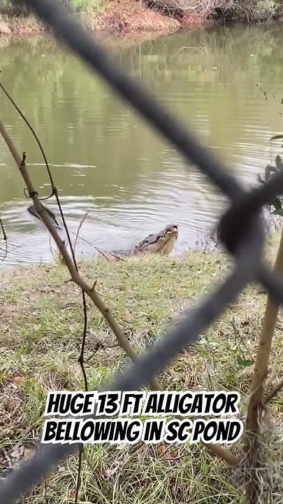 Huge 13ft alligator bellowing in a South Carolina pond. - YouTube