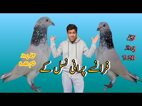 Saqi Bhai K Pass B Pure Farances Kabotar Hai | 14vi wali Breed Hamesha Raat ka Musafar_ رات کا ...