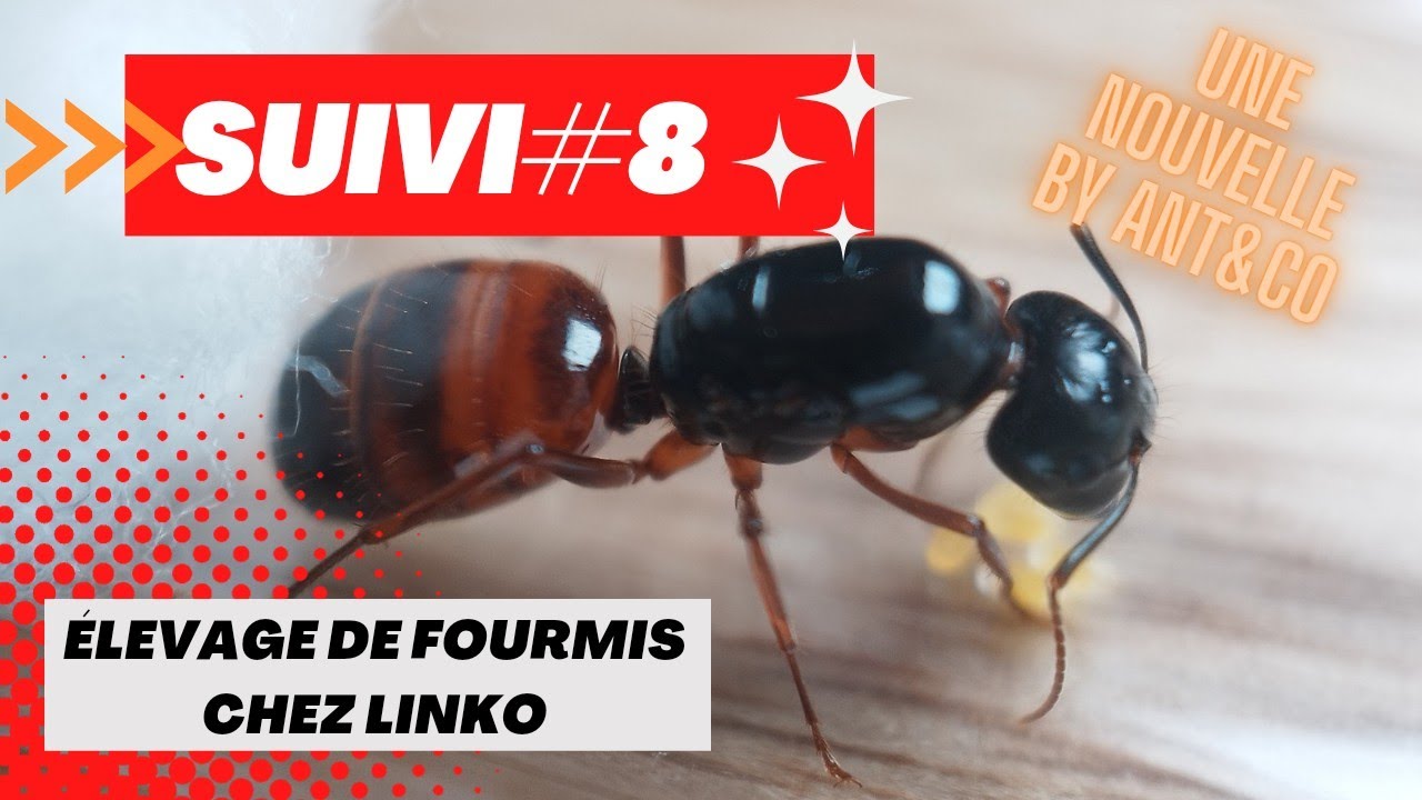 suivi#8 de mon élevage de fourmis #linkofourmis les machines sont en ...