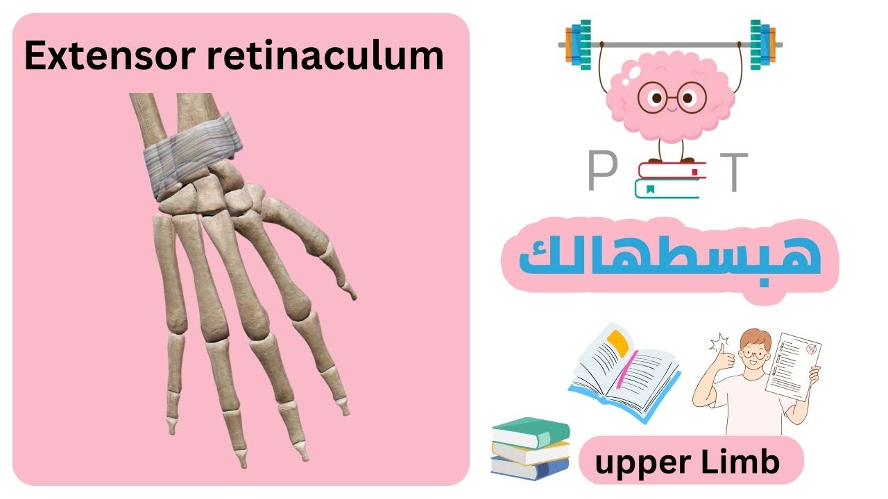 Extensor retinaculum #upper_limb_هبسطهالك - YouTube