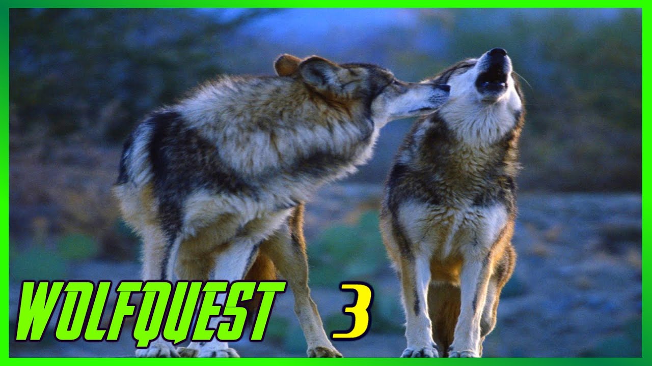 WolfQuest 3 Gameplay Anniversary Edition Animal Simulation #18 - YouTube