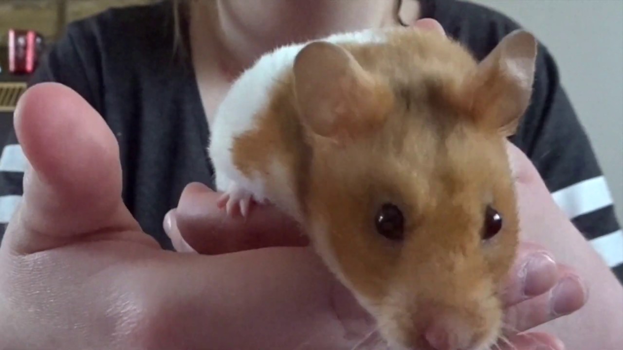 Hamster Obstacle Course - YouTube