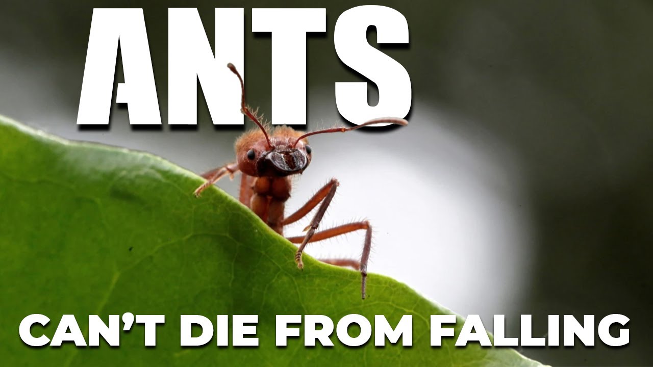 Why Ants Can’t Die From Falling - YouTube