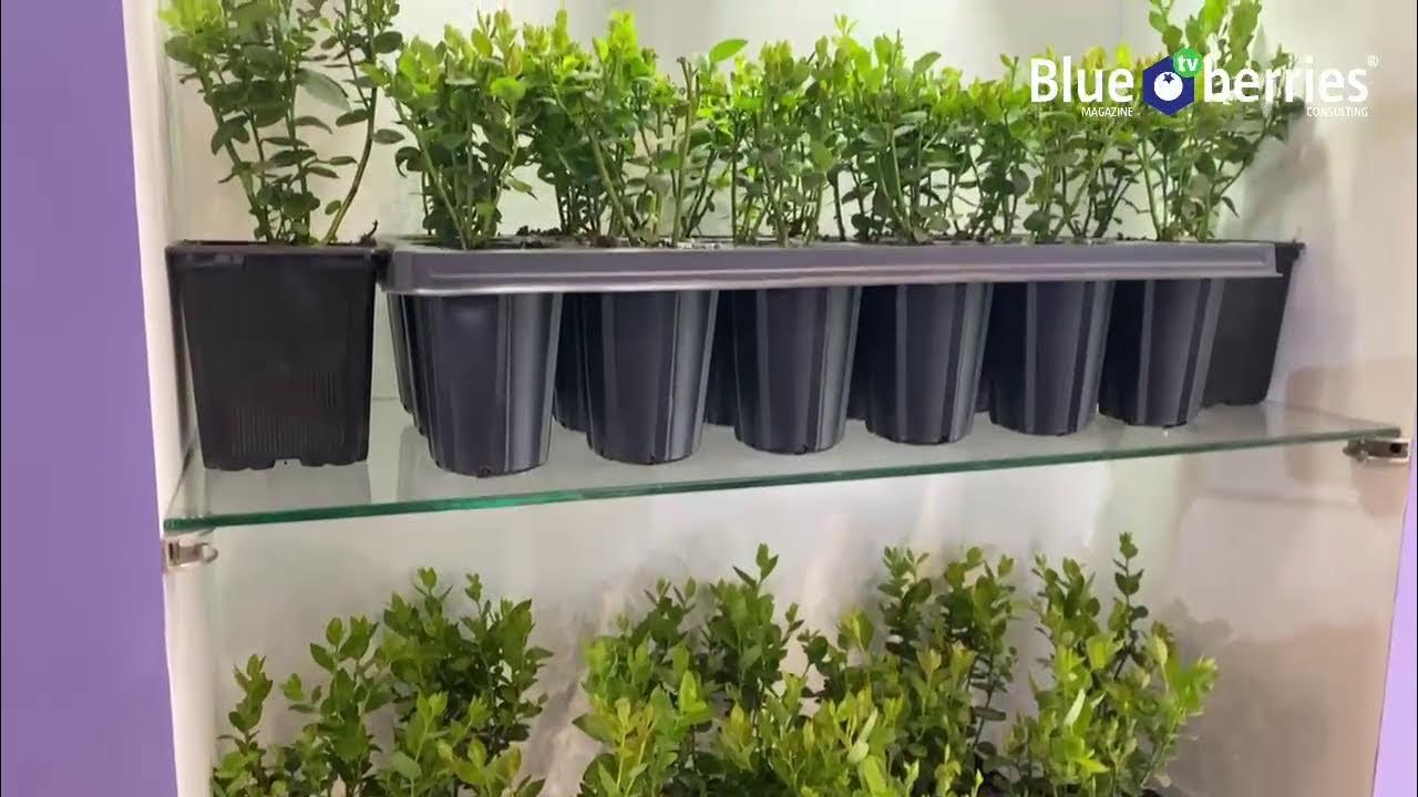 FALL CREEK - XXll Seminario internacional de Blueberries México 2022 - YouTube