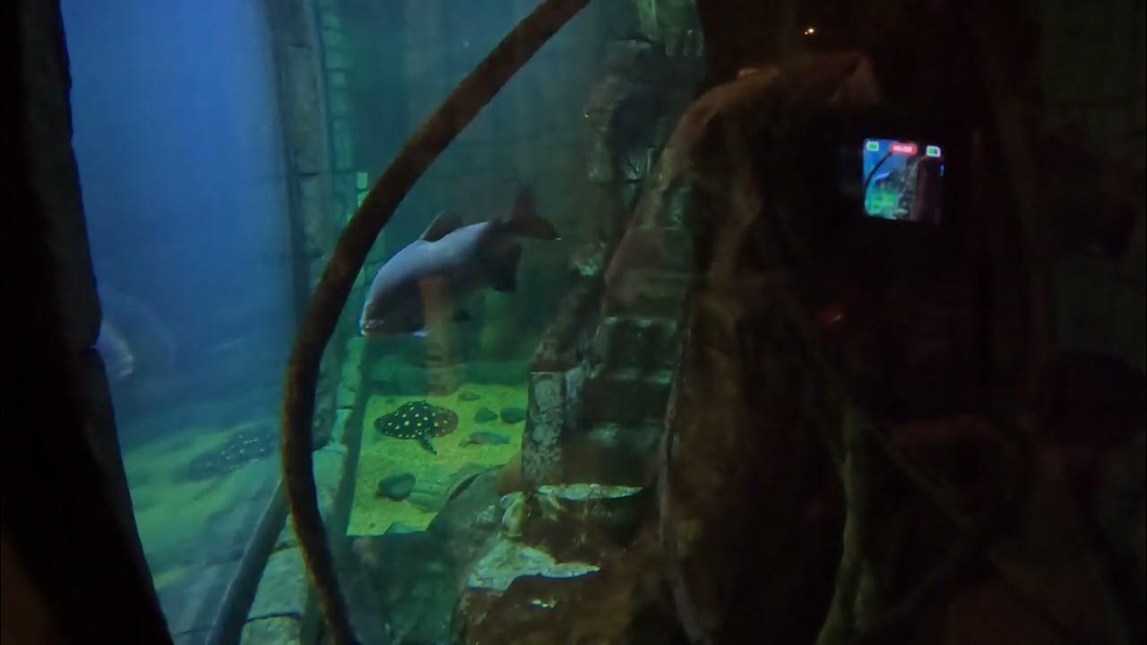 Mandalay Bay Shark Reef - YouTube