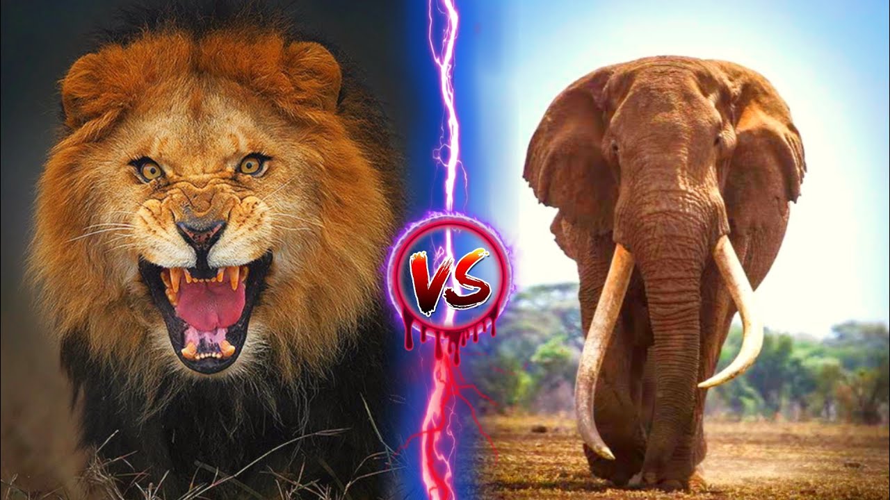 African Lion vs African Elephant - Who Is stronger - YouTube