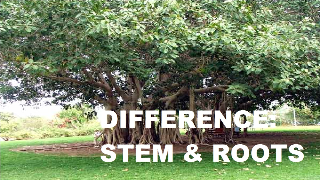 Stem and its difference with roots - YouTube