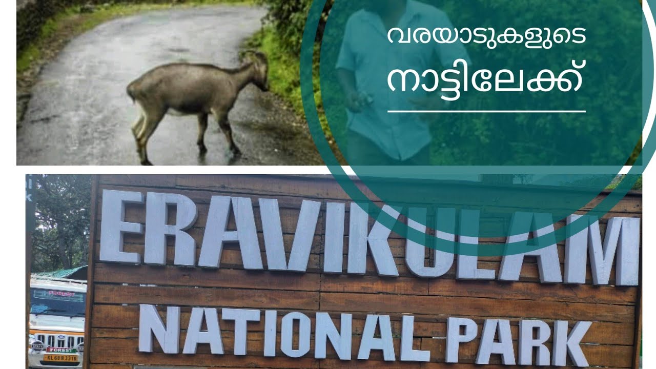 |Eravikulam National Park Munnar|Rajamala|Nilgiri Tahr| must visit ...