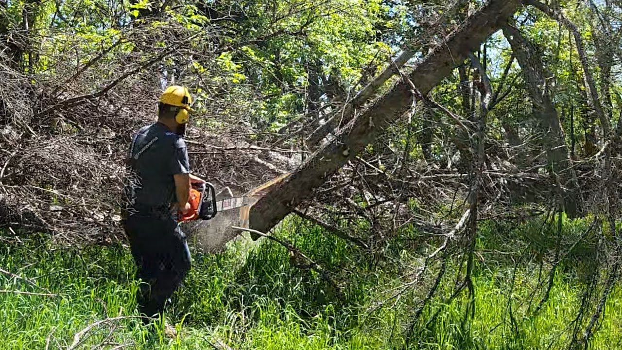 Cutting a snag with my ported 365 special. - YouTube