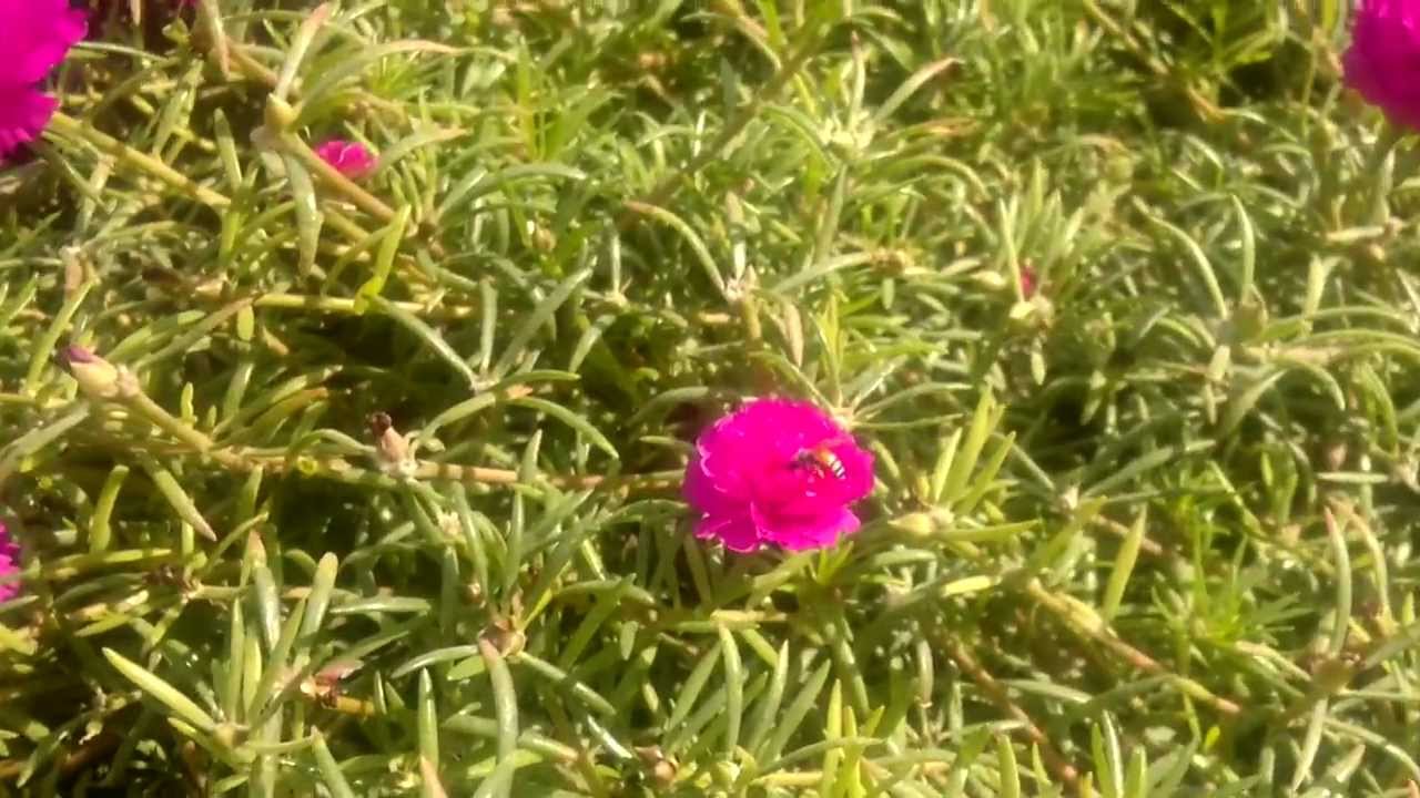 mee masso....video from my nokia n8 - YouTube