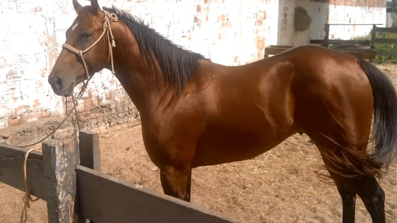 O Quarter Horse americano | CAVALO INCRÍVEL - YouTube