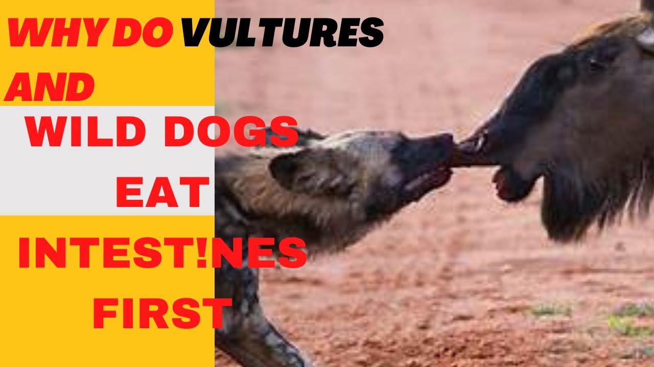 Why Vultures & Wild Dogs Start With Eating Their Meal Intestines before ...