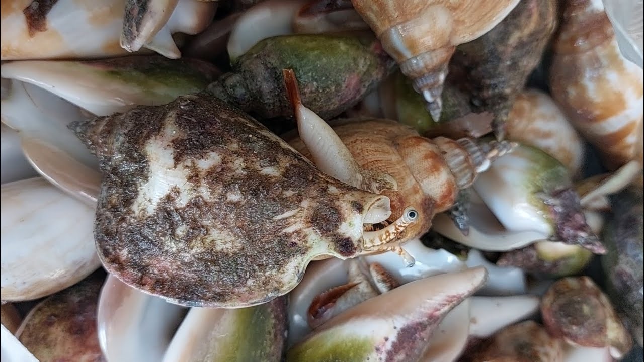 Bungkawil 🐚 - YouTube