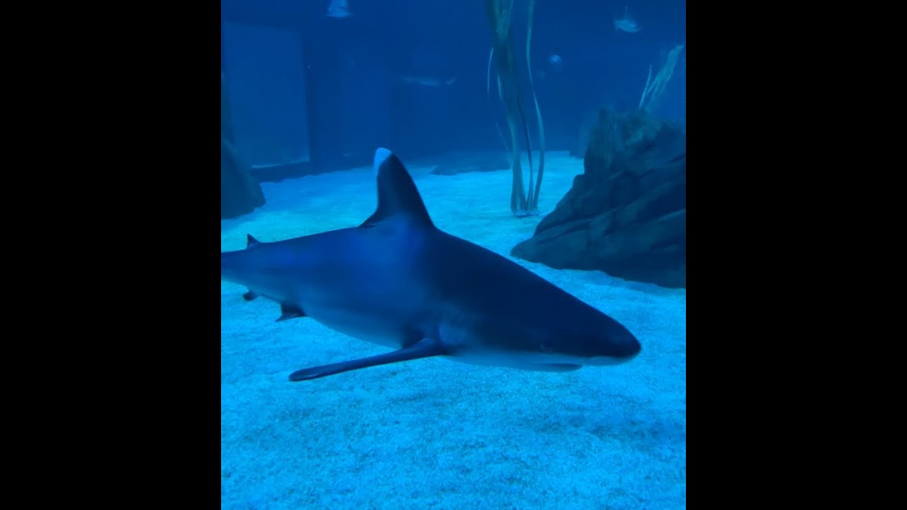 Sharks! Predators of the Deep-Georgia Aquarium - YouTube