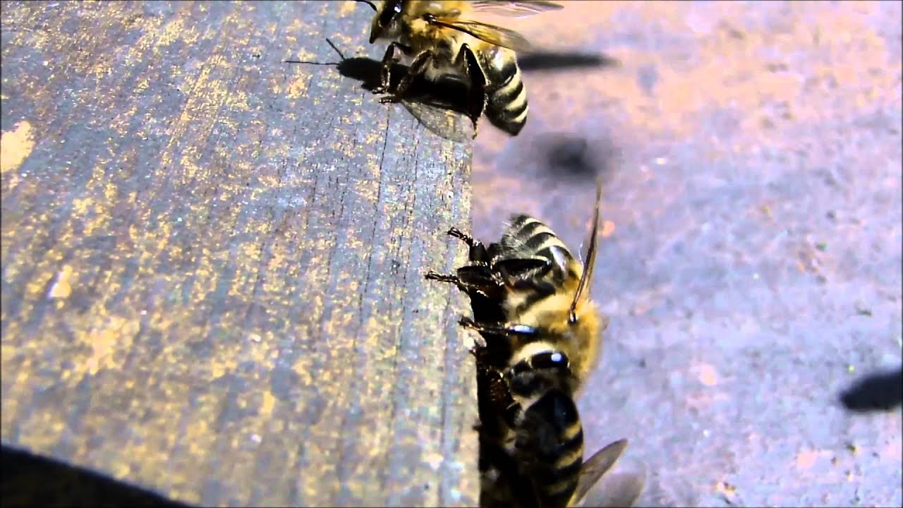 CBPV, maladie virale d'abeilles-viral disease of bees-virale ...