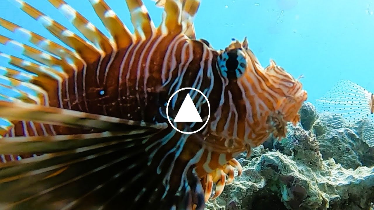 Aussi beau que dangereux et nuisible le poisson lion ou rascasse ...