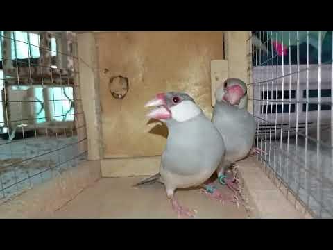 Silver java pair - YouTube