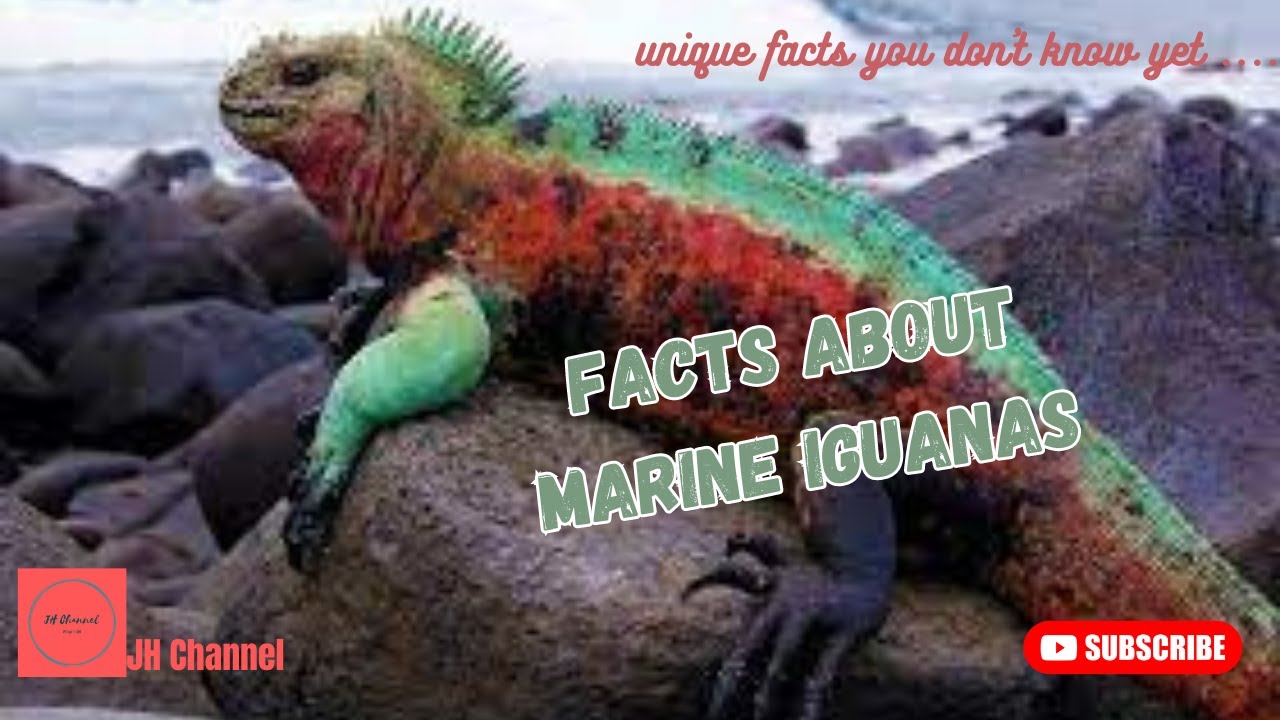 8 Facts about Marine Iguanas, Unique facts you don't know yet… - YouTube