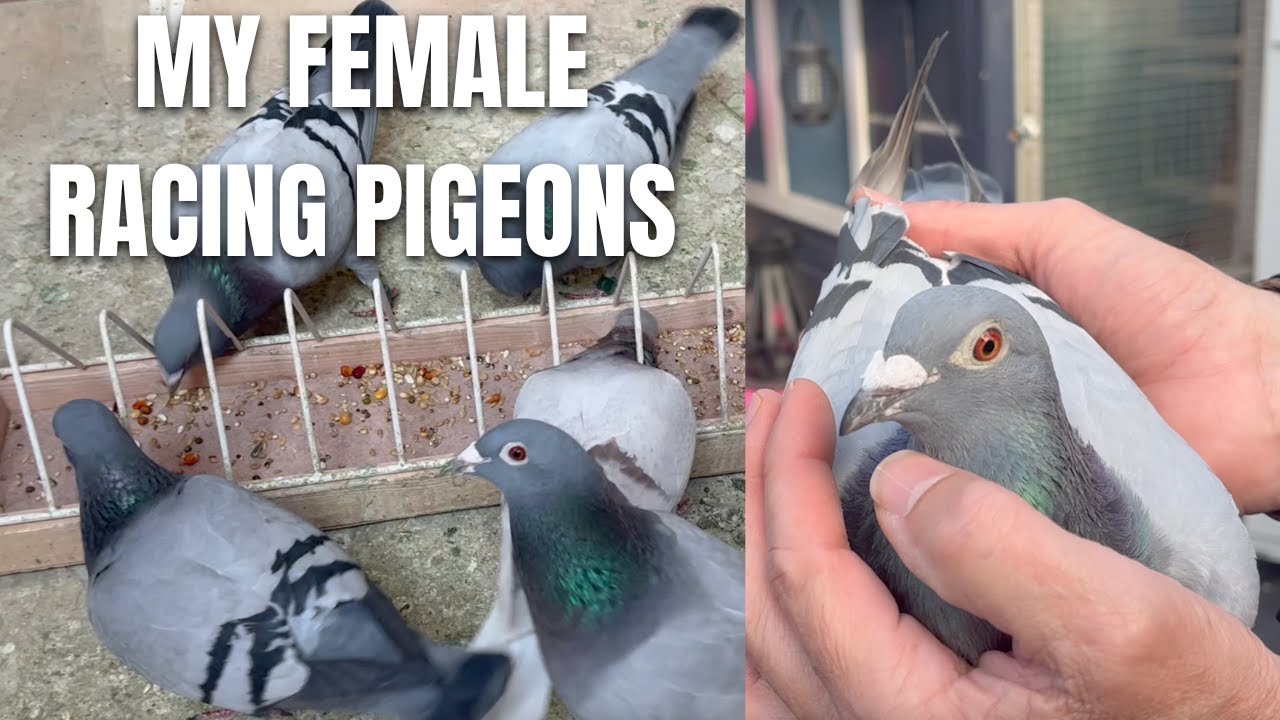 MEET MY FEMALE RACING PIGEONS! - YouTube