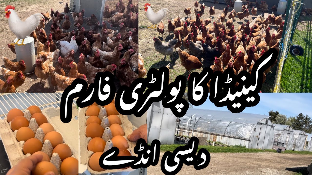 Poultry Farm | Free Range Chicken Farm 🐓 | Desi Anday Lai Farm Say 🥚 ...