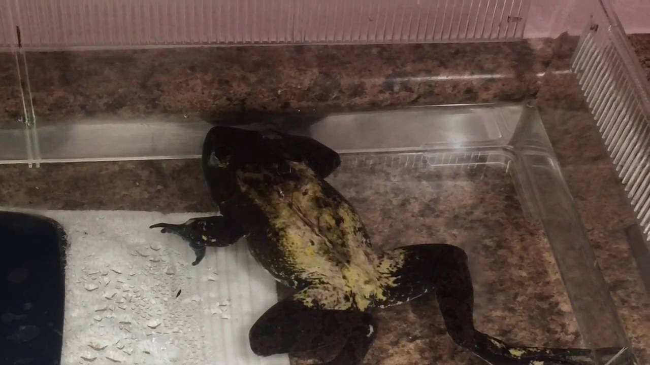 Jeremiah Bullfrog April Fools Update and POOP!! - YouTube