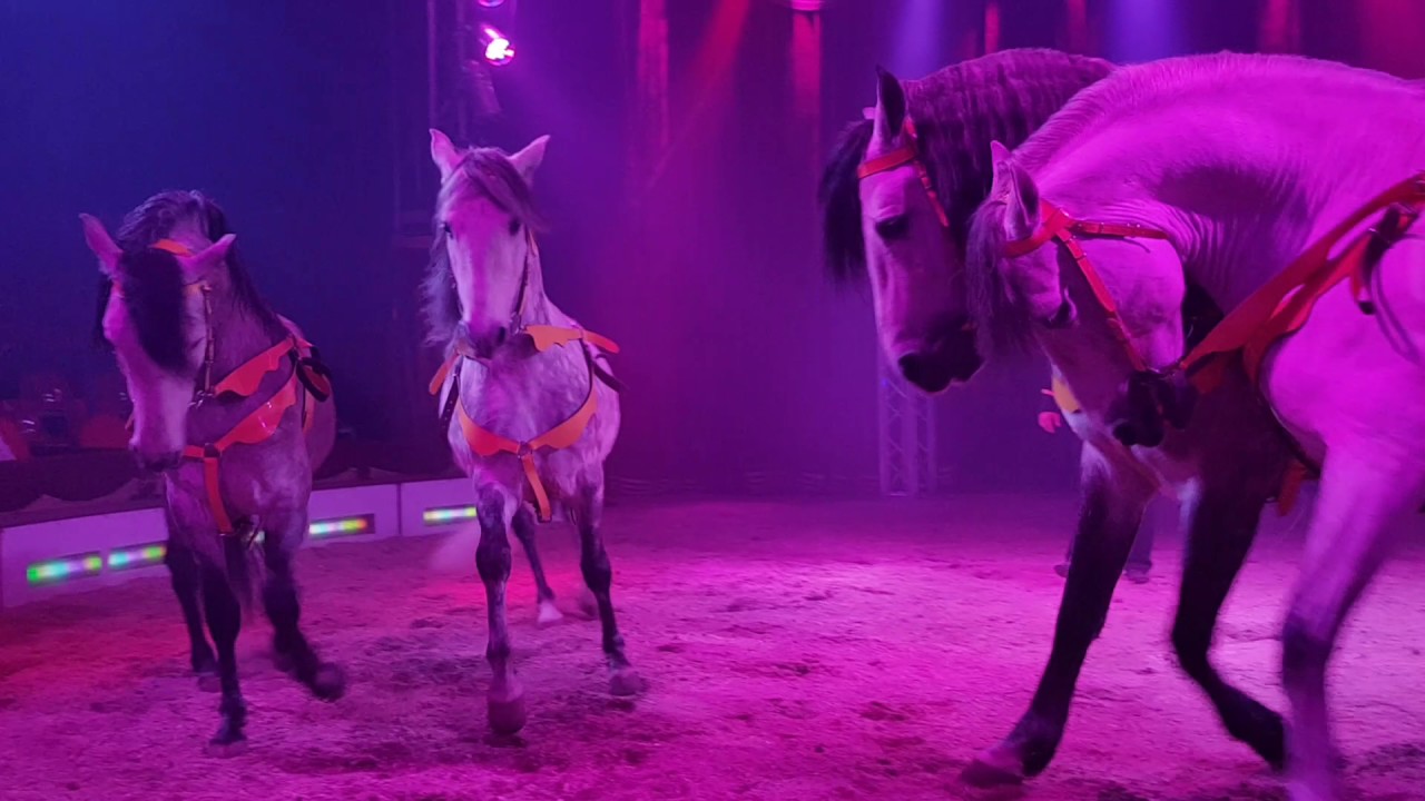 Antonio Launburger und seine Pferde im Circus Danny Busch 2017 - YouTube