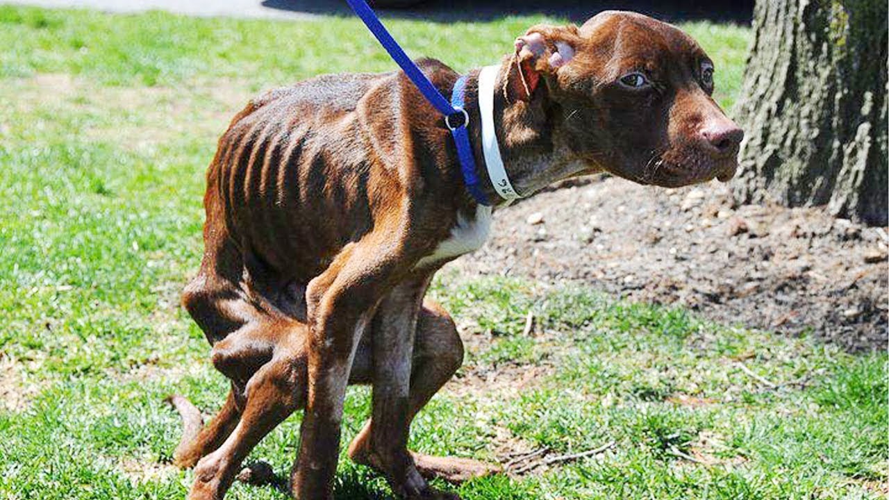 This Pit Bull Was Thrown Down From 22 Floor Into Garbage Chute, And ...