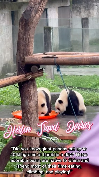 Too Much Cuteness! 🐼🐼 Watch These Pandas Munch Together! 😍🇨🇳 #panda #chongqing" - YouTube