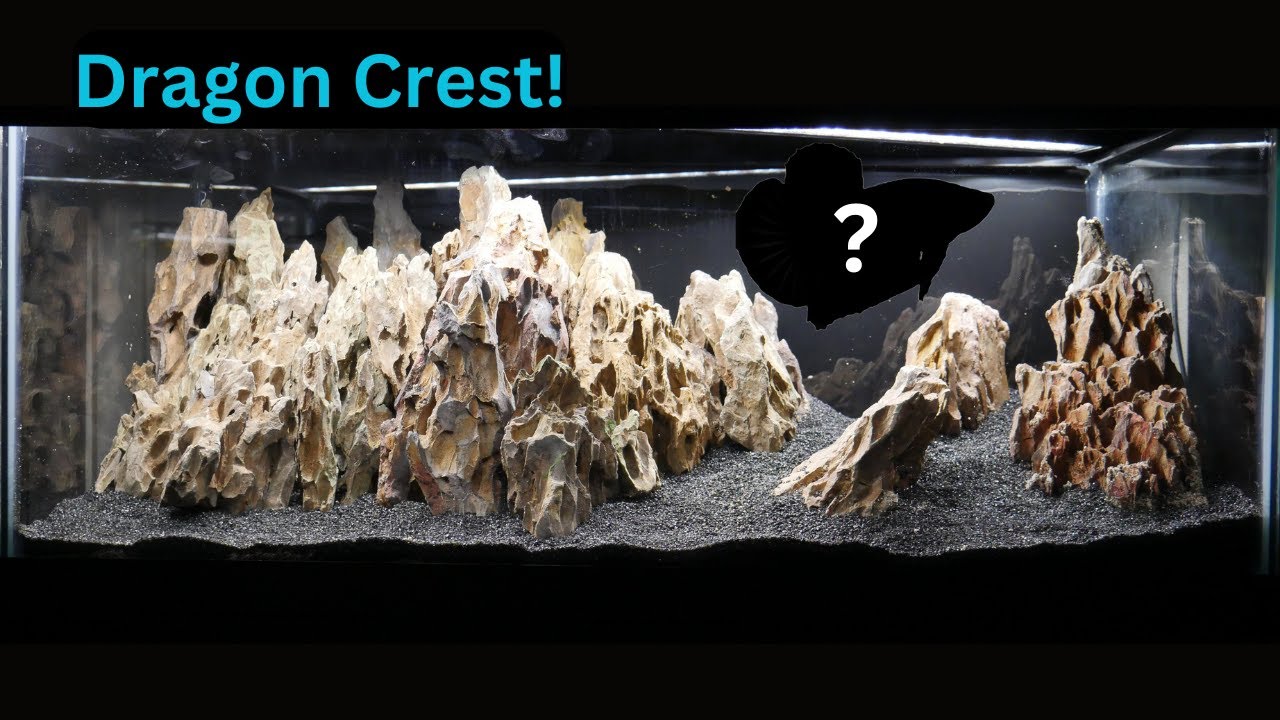 Dragon Crest! (Full aquascape build) - YouTube