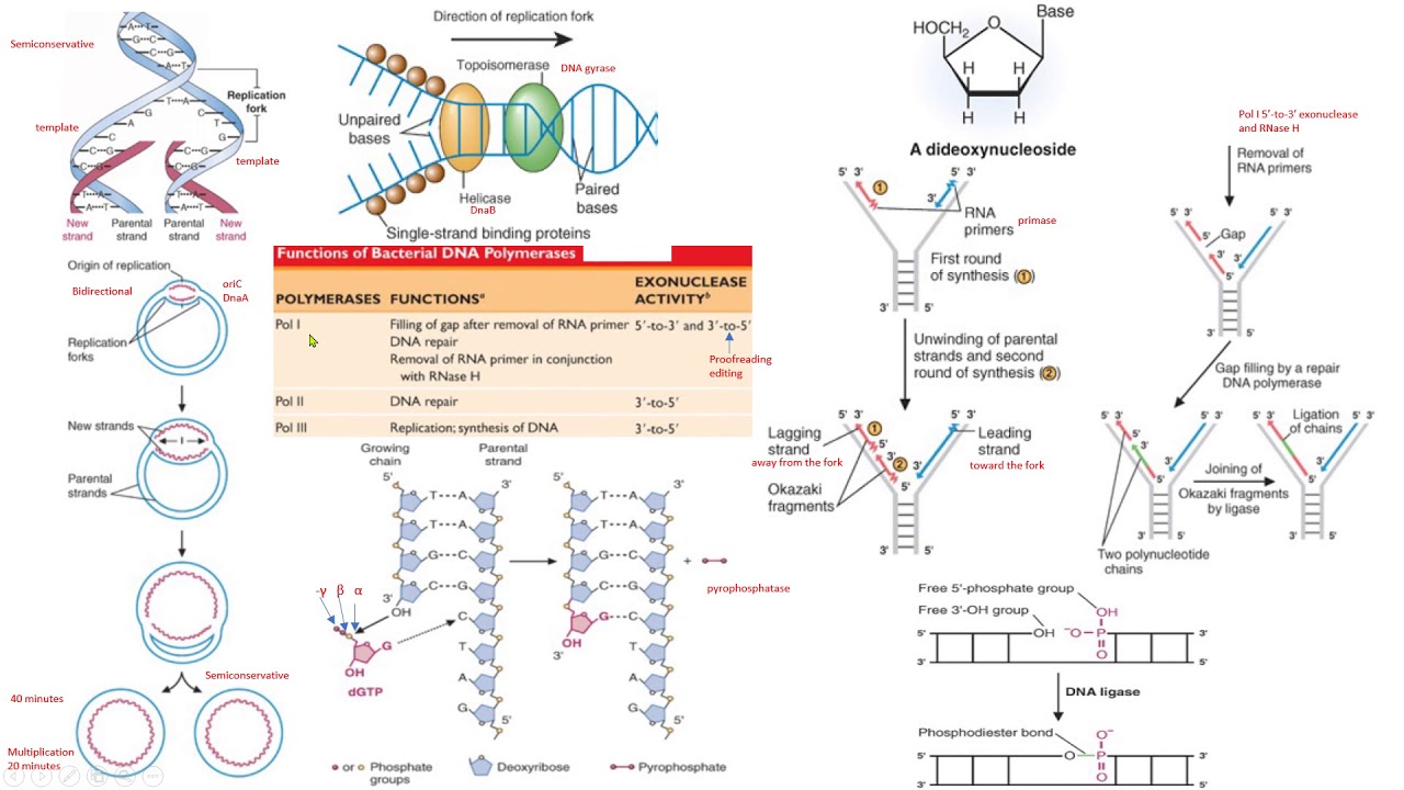 DNA replicación procariota girasa helicasa ligasa polimerasa I II III ...
