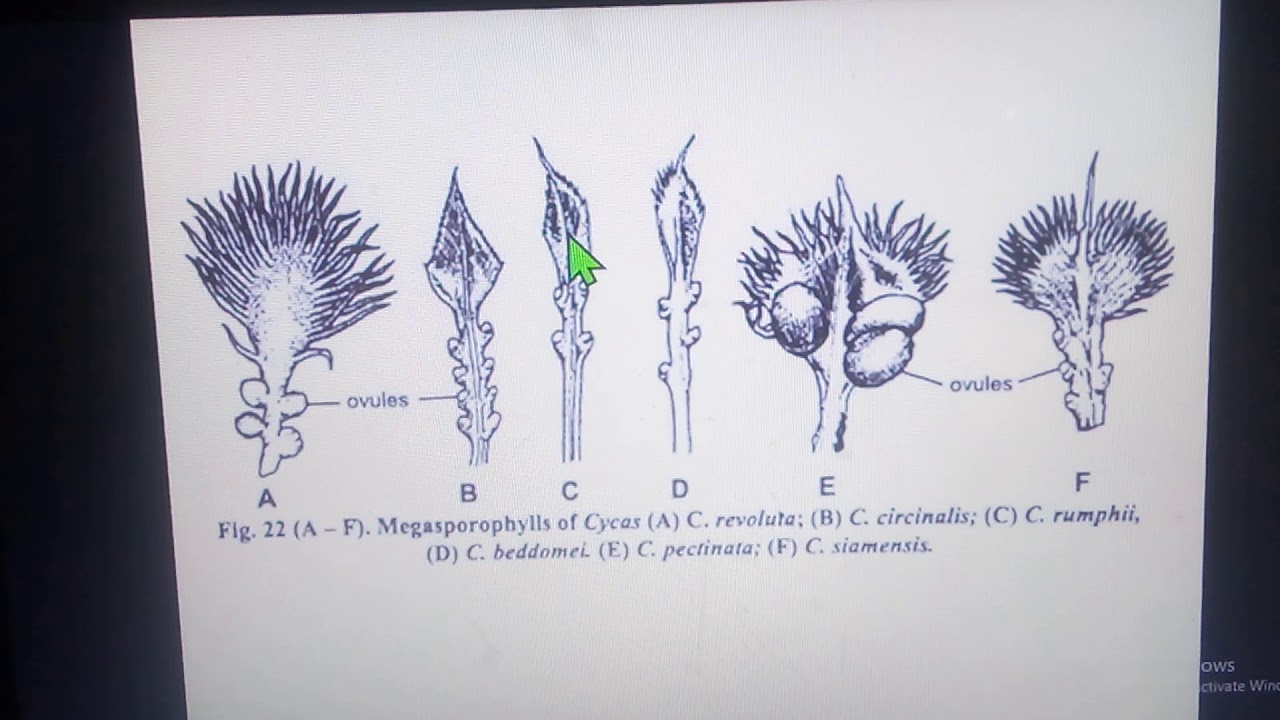 Cycas Female Cone Diagram