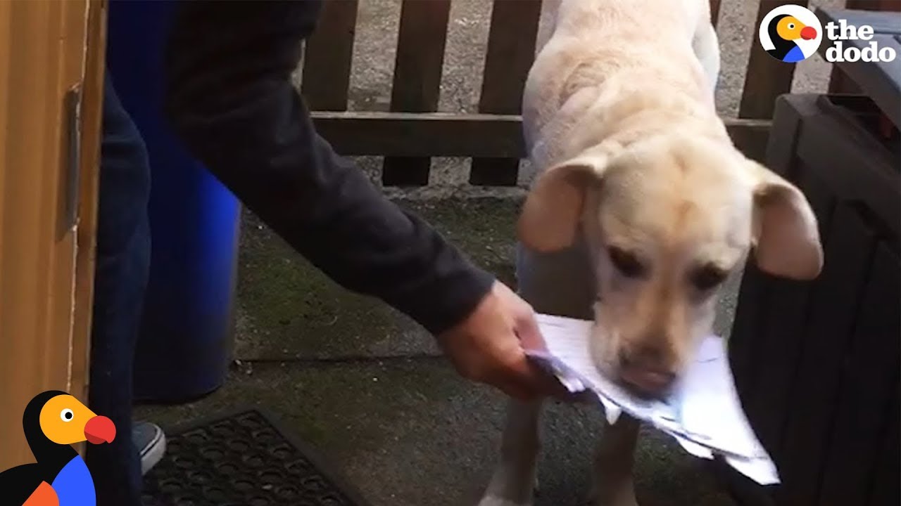 Rescue Dog Loves To Recycle | The Dodo - YouTube