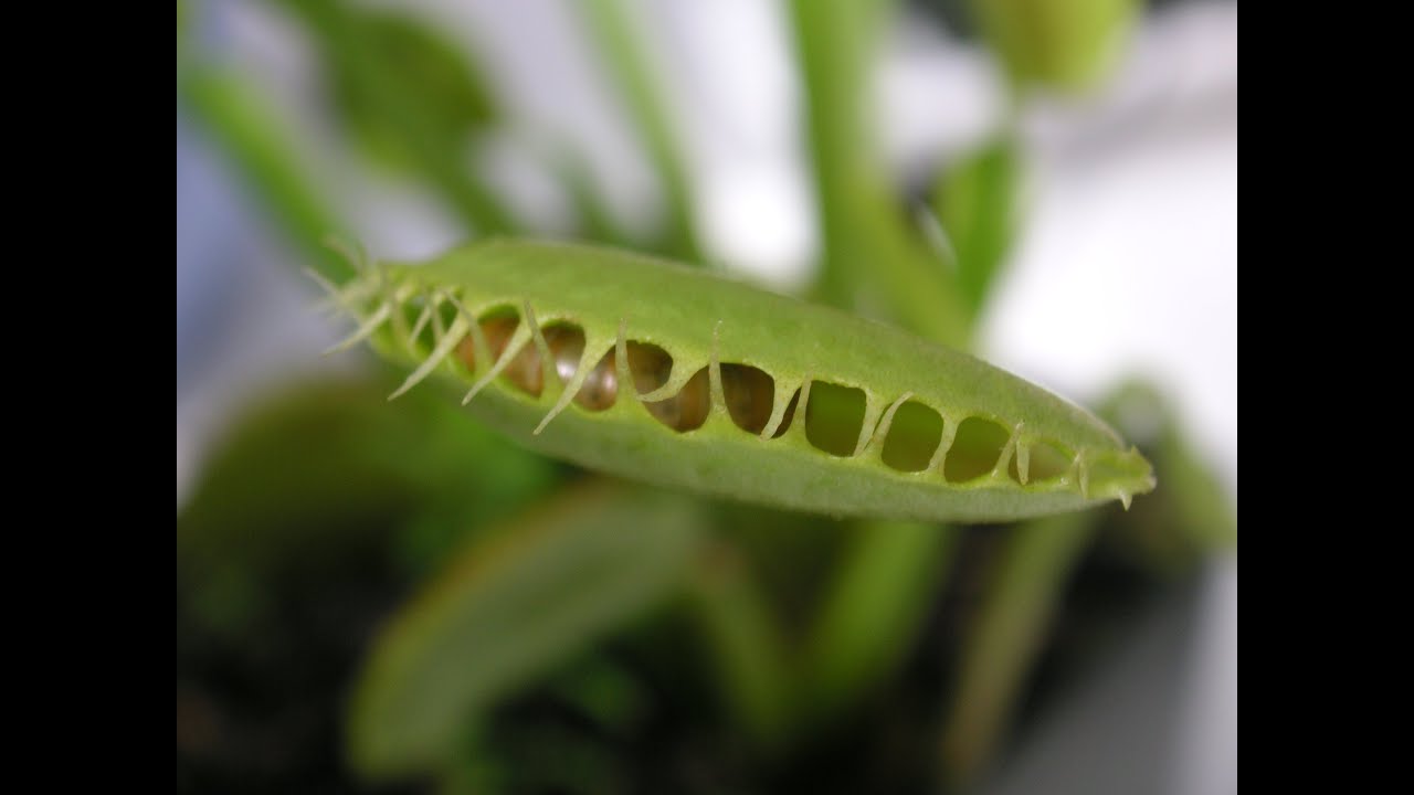 10 Cool Things About Venus Flytraps YouTube 10-cool-things-about-venus-flytraps-youtube