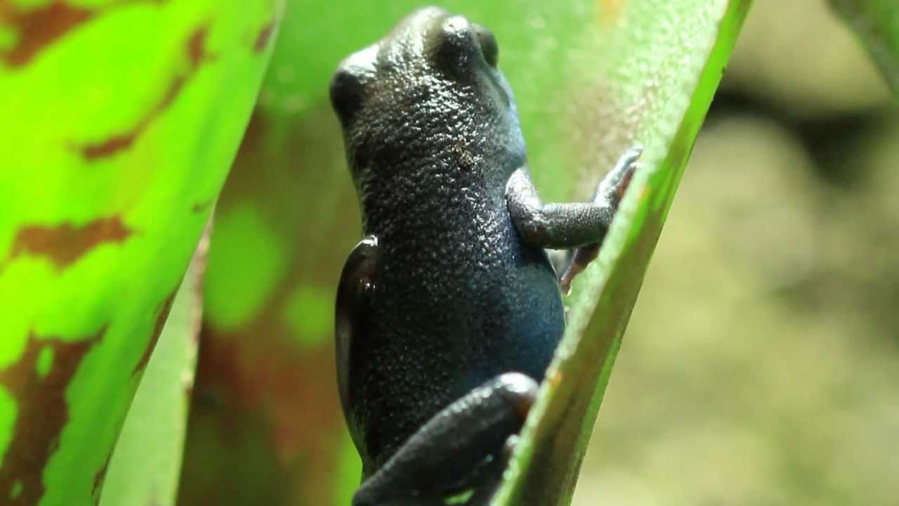 Oophaga pumilio 'cauchero' transport and second batch of eggs - YouTube