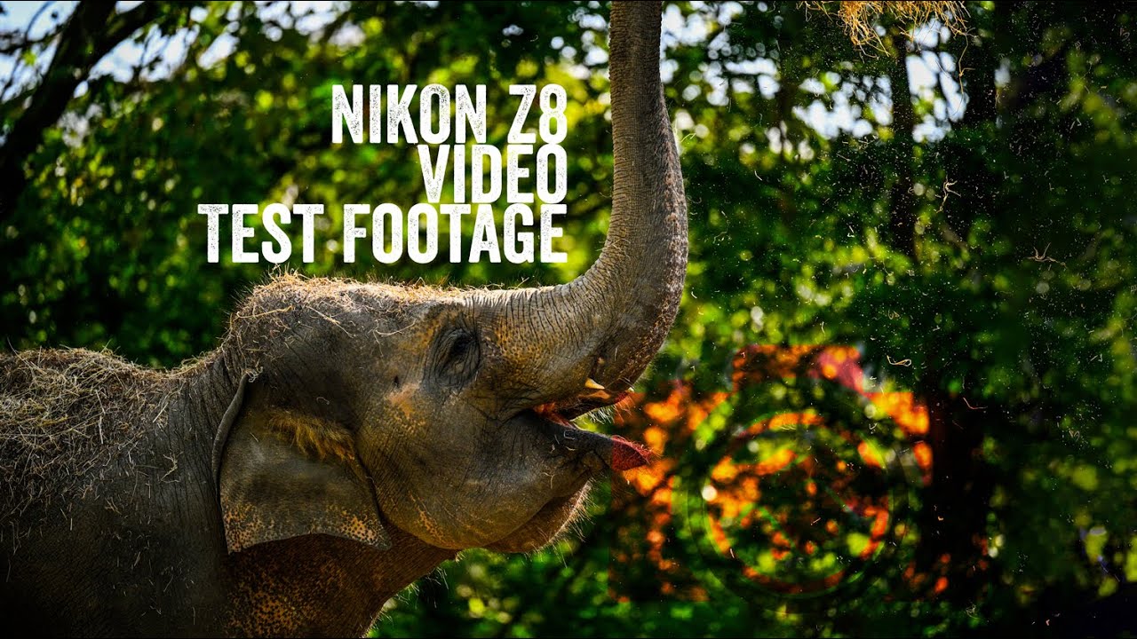 Nikon Z8 4K 120fps slow motion animals - YouTube