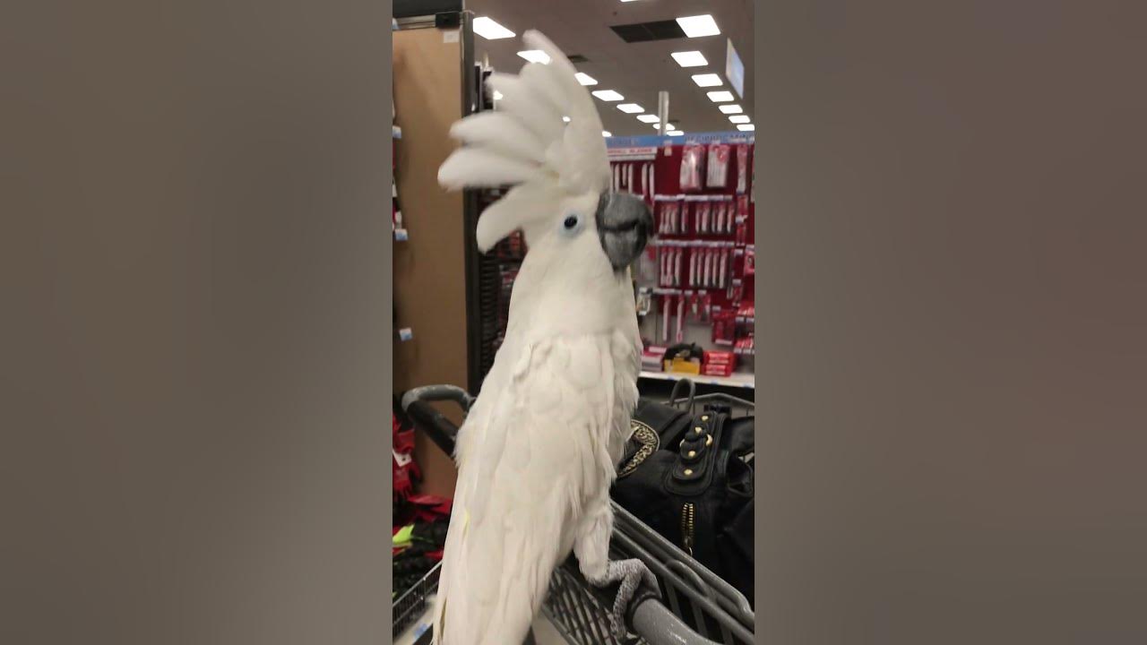 Cockatoo Shopatoo - Mr B gets a stick! - YouTube