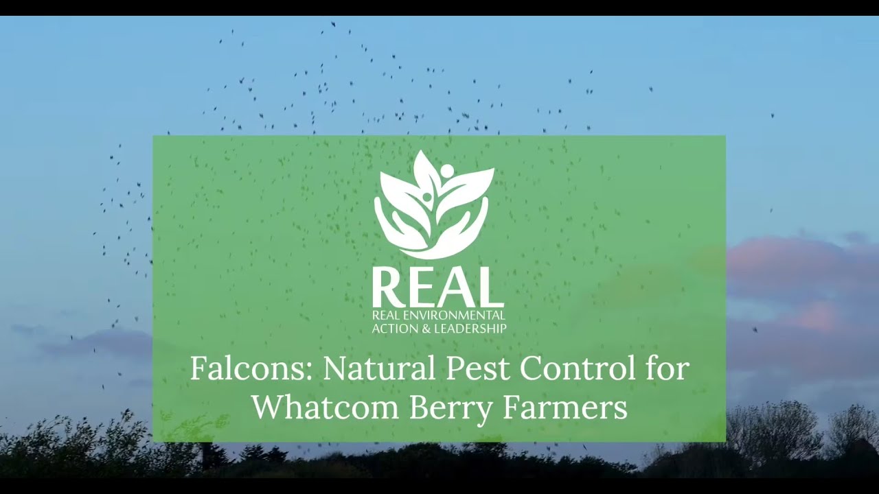 Falcons: Natural Pest Control for Whatcom Berry Farmers - YouTube