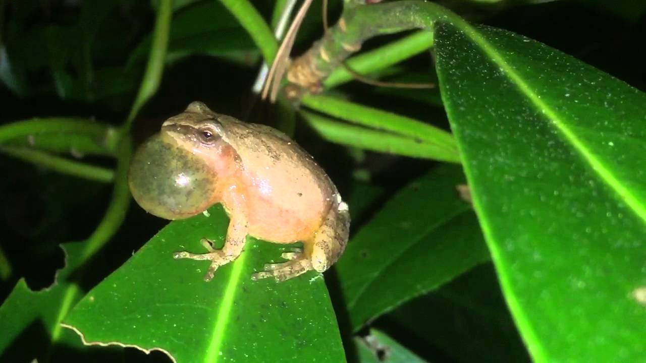 Spring Peeper calling - YouTube