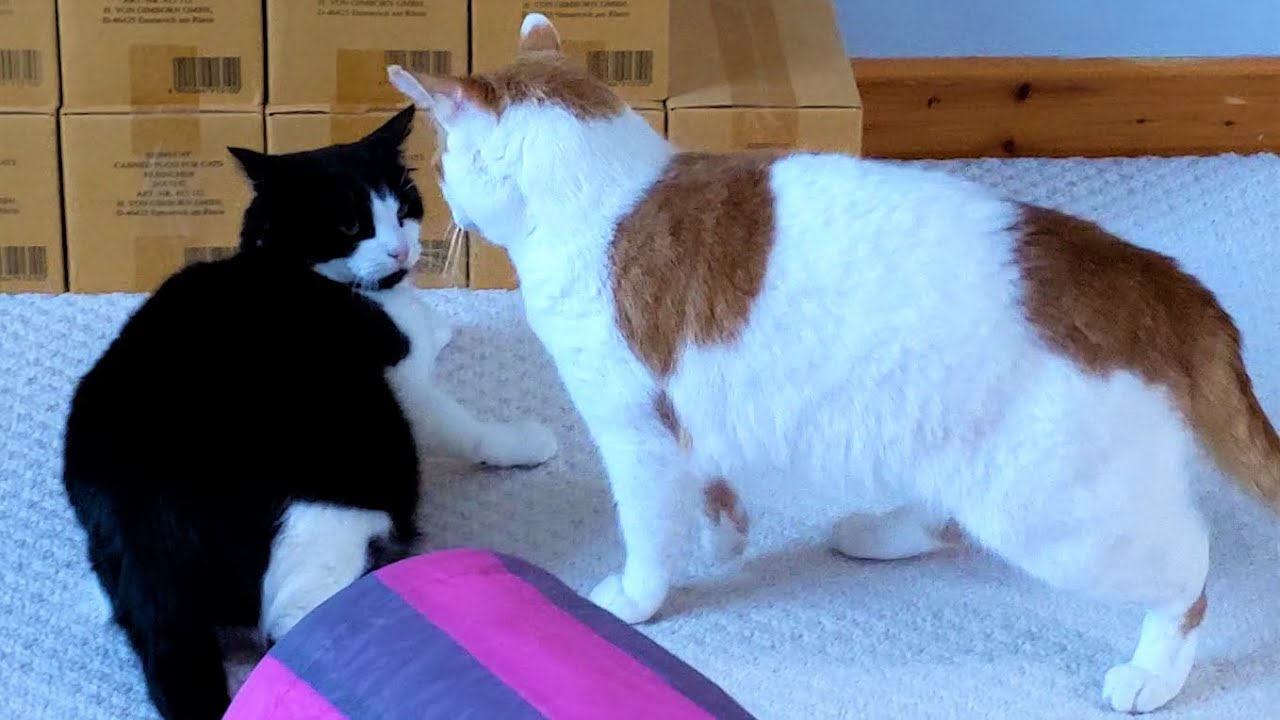 Cat Intimidates Other Cat - YouTube