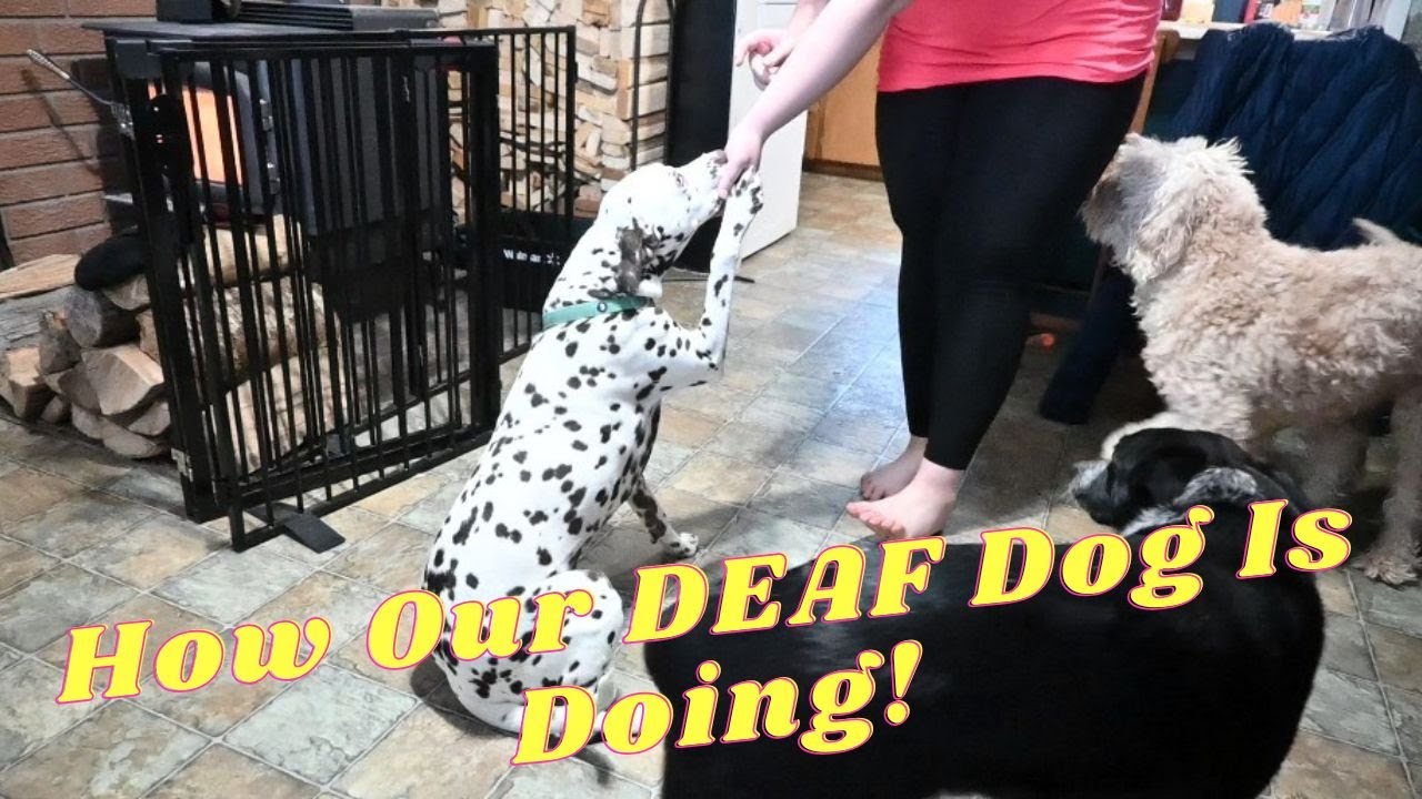 UPDATE On Our DEAF Dalmatian Dog! - YouTube