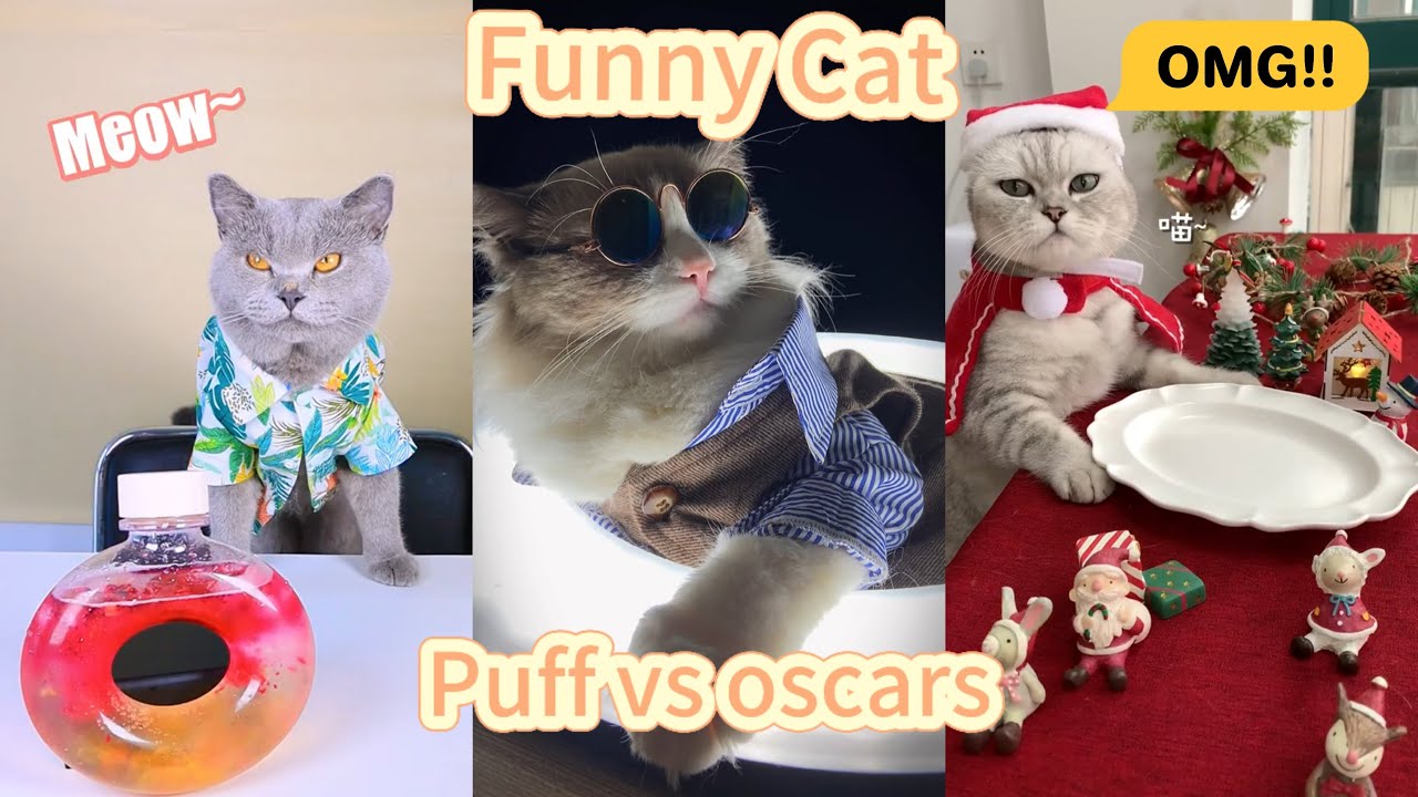 That Little Puff | Cats Make Food 😻| Oscar's funny world |😲Funny Cat ...
