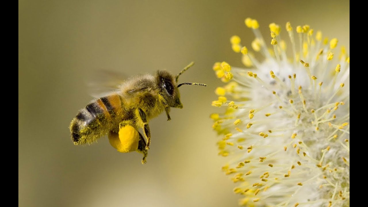 10 animals have the best self-defense and most unusual - YouTube